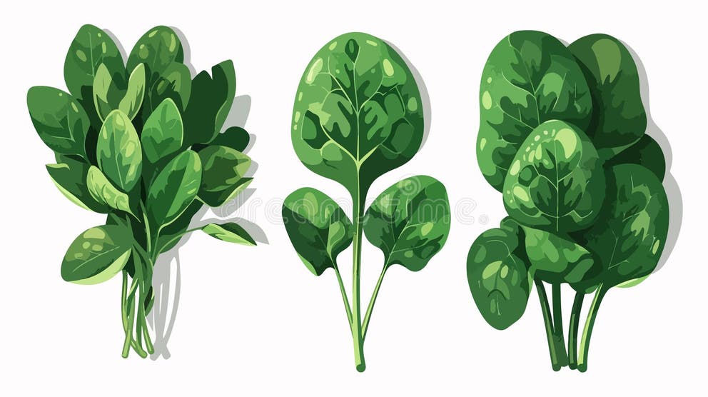 Fresh Spinach Bundle Isolated Top View for Culinary Creations Stock ...