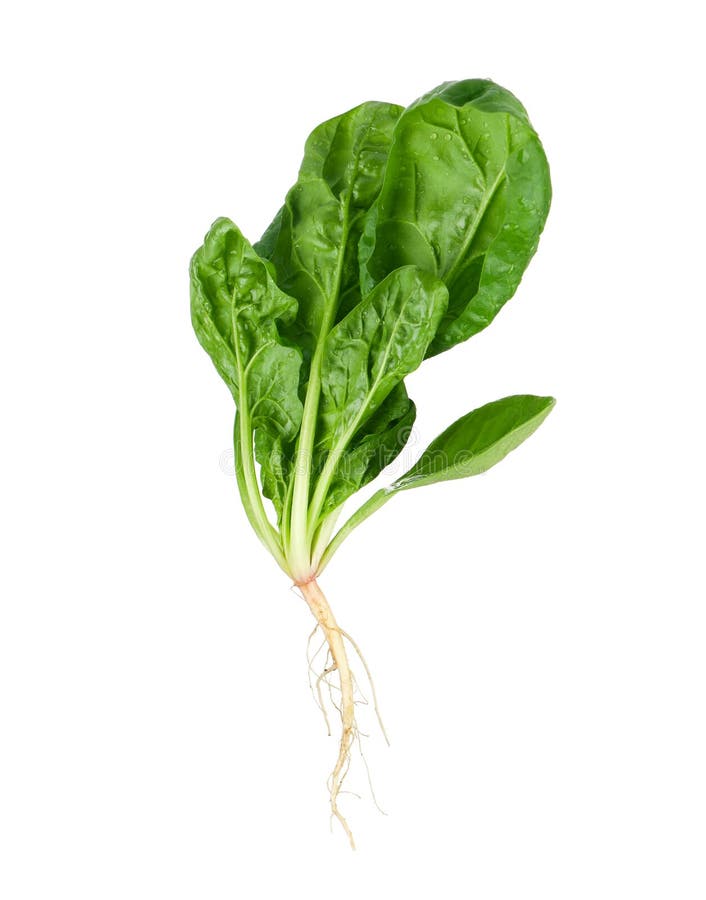 Spinach with root stock photo. Image of eating, healthy - 26925204
