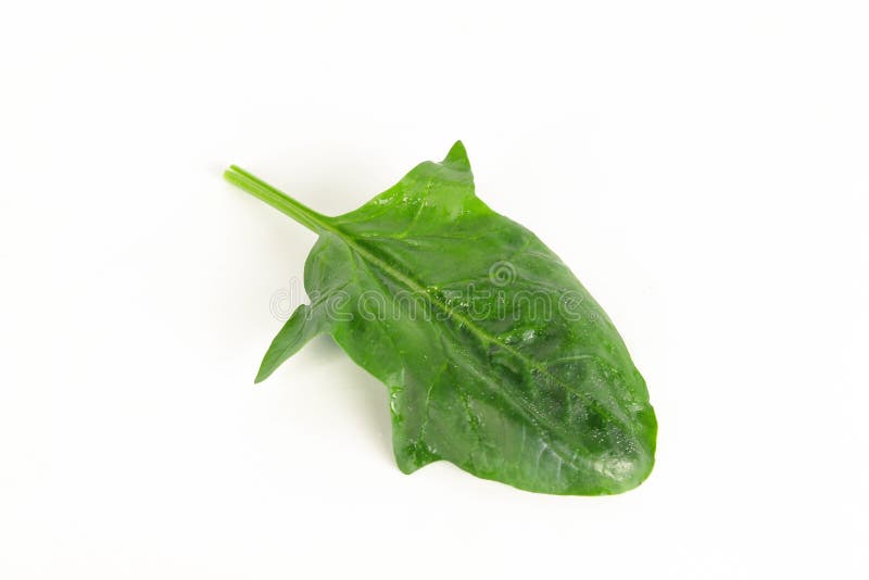 Fresh Spinach, High Protein Stock Image - Image of nutrition ...