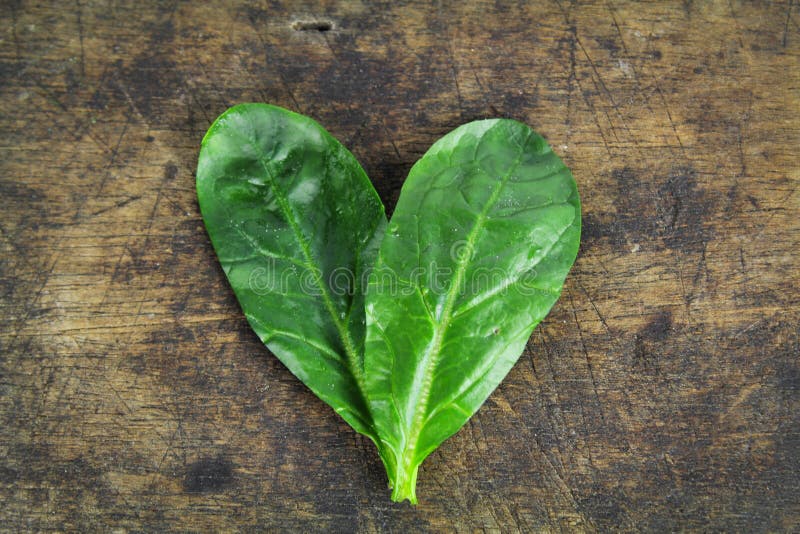 Fresh Spinach, High Protein Stock Photo - Image of nutrition, cook ...