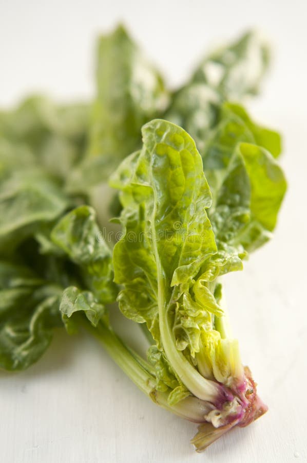 Fresh Spinach Leaves stock photo. Image of green, leaves - 20134822