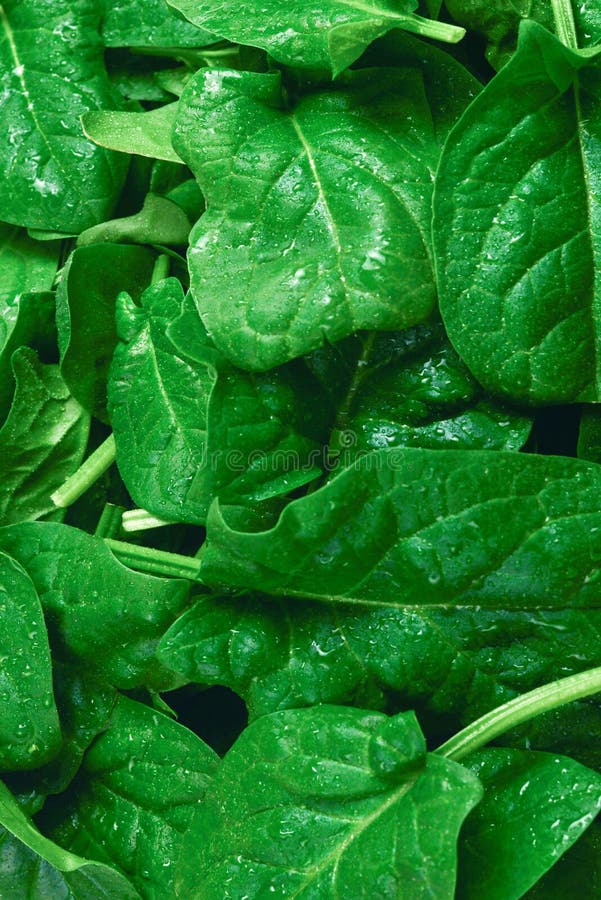 Fresh Spinach Leaves As Background Stock Image - Image of cuisine ...