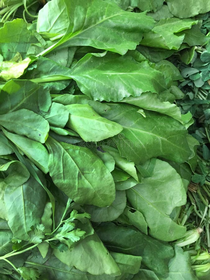 Fresh spinach leaves stock image. Image of healthy, organic - 63729341
