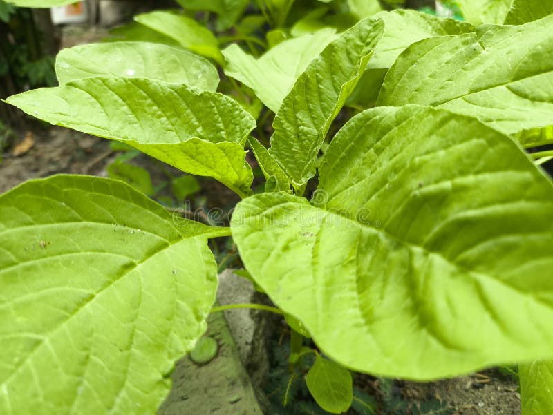 Fresh Spinach Leaves with Bright Green Color Stock Image - Image of ...