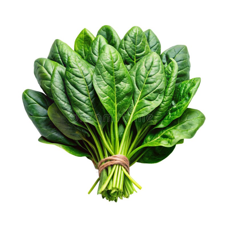 Fresh spinach leaves stock vector. Illustration of delicious - 372471896