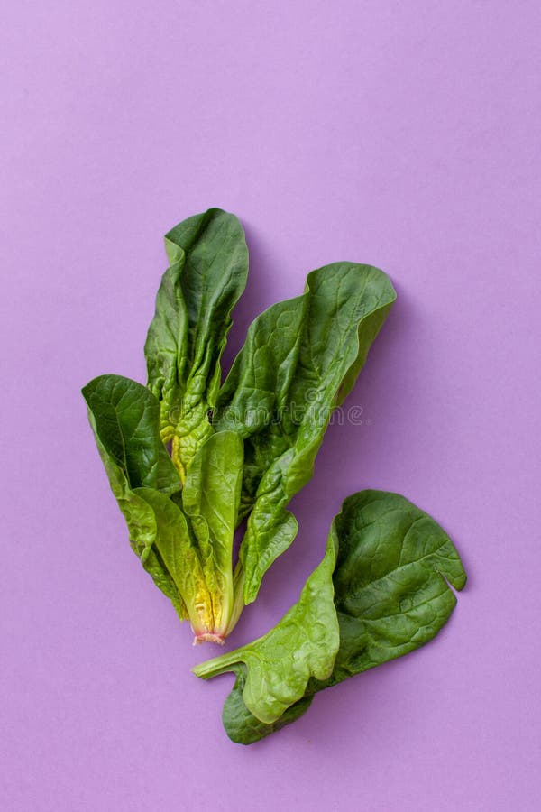 Fresh Spinach Leaves on a Purple Background Stock Photo - Image of ...