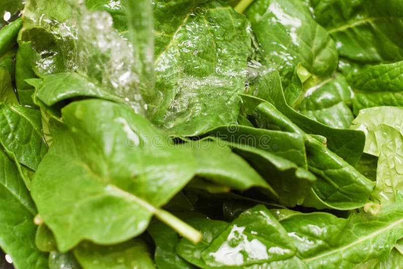Fresh Spinach, Organic Spinach Washed with Water, a Source of Nutrition ...