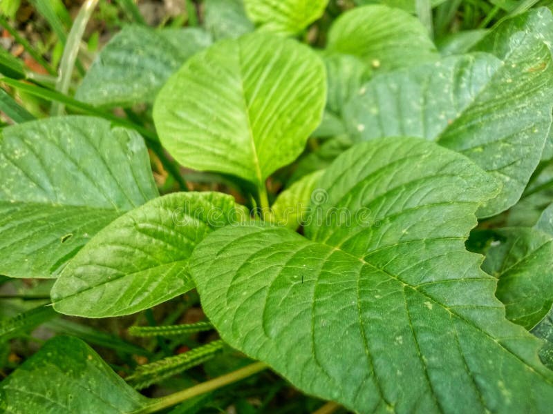 Fresh Spinach is Ready To Pick Stock Photo - Image of pick, green ...
