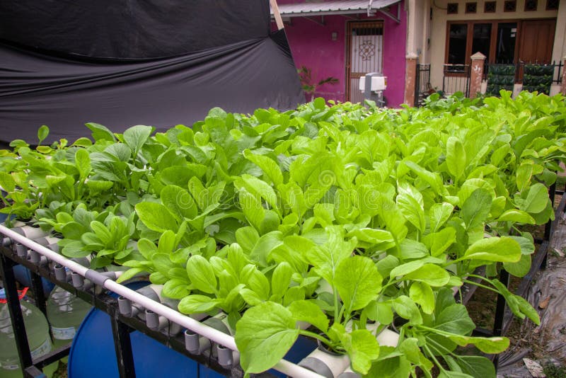 Fresh Spinach Vegetable Field on Hydroponic Method Stock Photo - Image ...