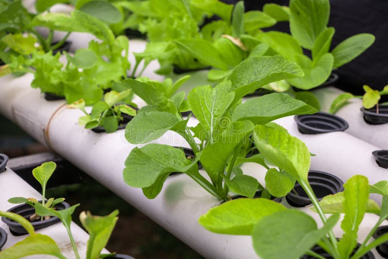 Fresh Spinach Vegetable Field on Hydroponic Method Stock Image - Image ...