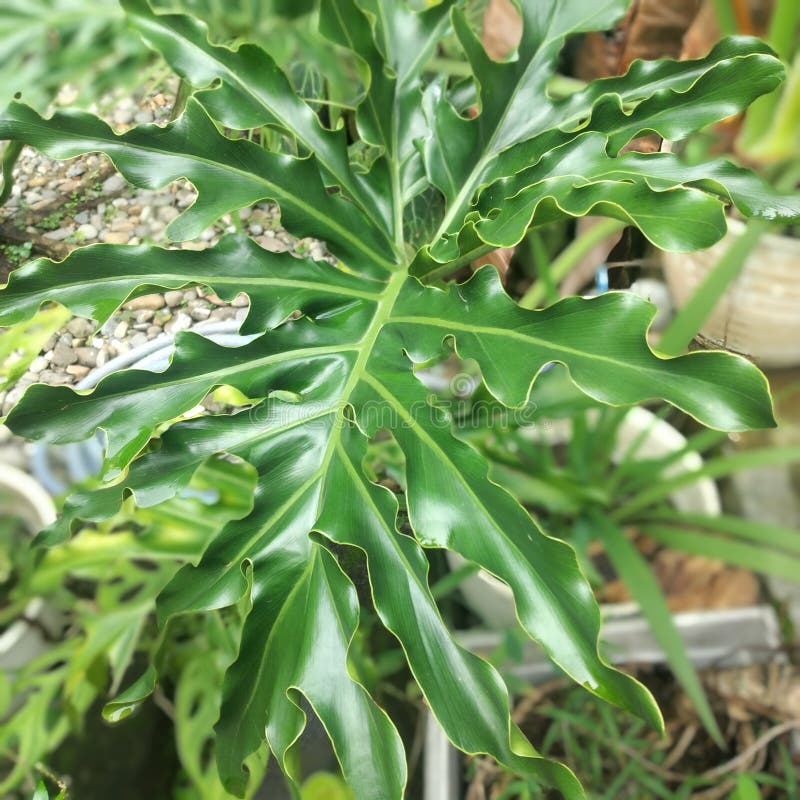 Fresh Split Leaf Philodendron Stock Image - Image of tree, produce ...