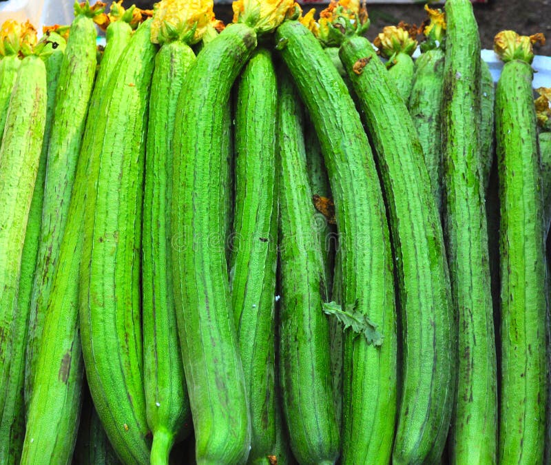 Fresh sponge cucumbers stock image. Image of organic - 21601101