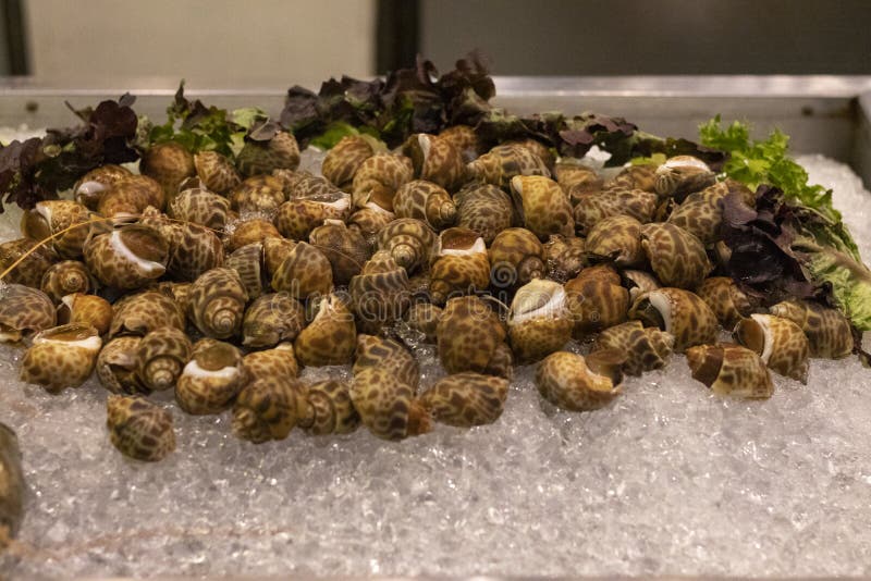 Fresh Spotted Snail for Sale at a Fish Market Stock Image - Image of ...