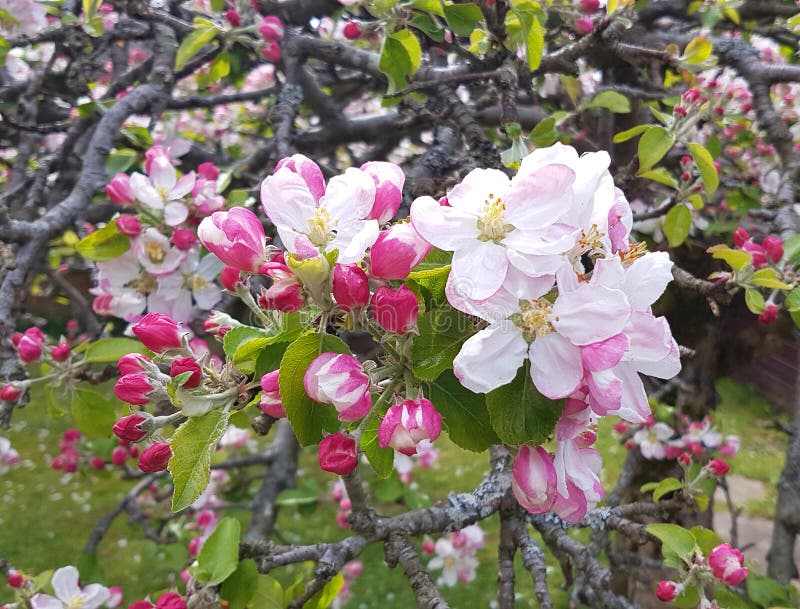 Gnarled Apple Tree Stock Photos - Free & Royalty-Free Stock Photos from ...