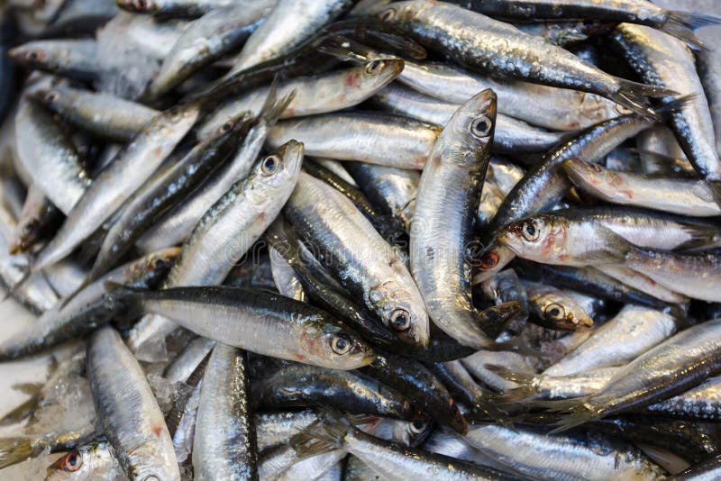 Fresh Sprat on a Fish Market Stock Image - Image of concept, cooking ...