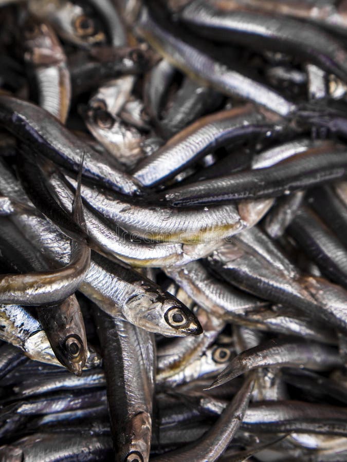 Sprat stock photo. Image of tbilisi, skipper, bristling - 29875230