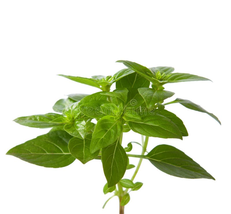 Fresh sprig of basil stock image. Image of organic, front - 33716003