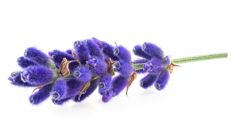 Fresh Sprig of Lavender Flower Isolated on White Background Stock Image ...