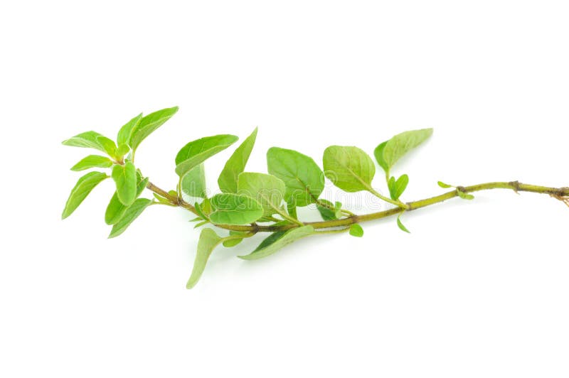 Fresh Sprig of Oregano Herb Stock Image - Image of food, taste: 12903529