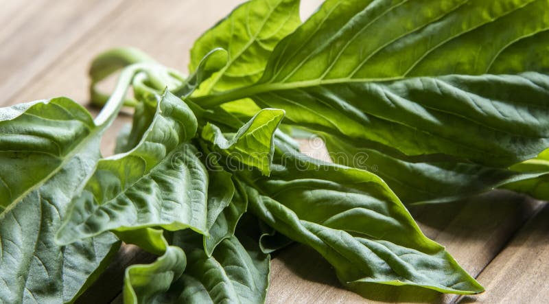 Fresh Sprig of Organic Basil Stock Image - Image of nutrition ...