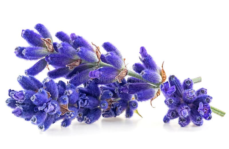 Fresh Sprigs of Lavender Flowers Isolated on White Background Stock ...