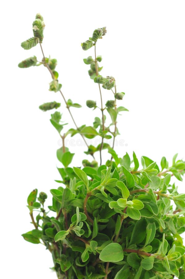 Fresh Sprigs of Oregano Herb Stock Image - Image of food, marjoram: 9370143