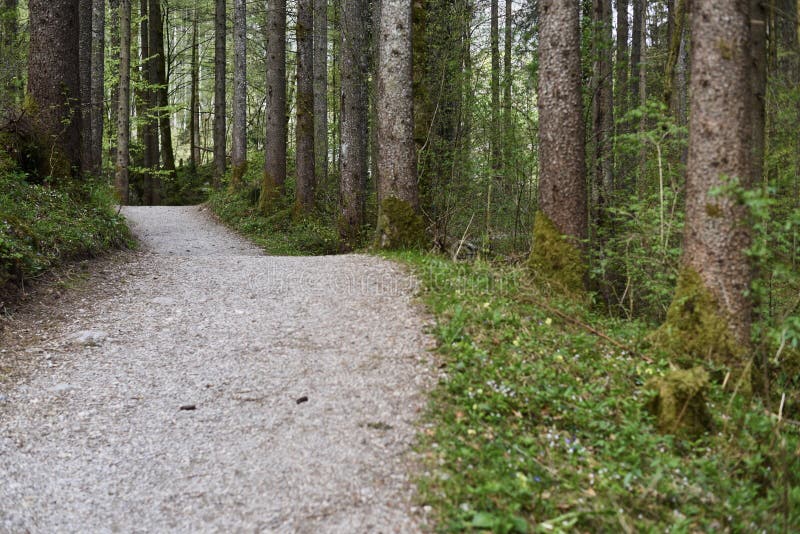 Fresh Spring Awakening: Path in a Forest Stock Image - Image of ...
