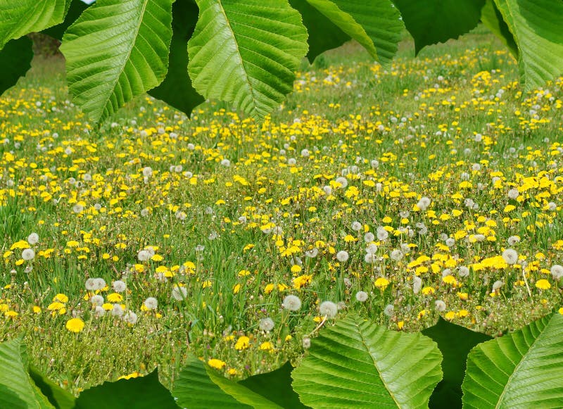 Fresh Spring Background - Background, Texture Stock Image - Image of ...