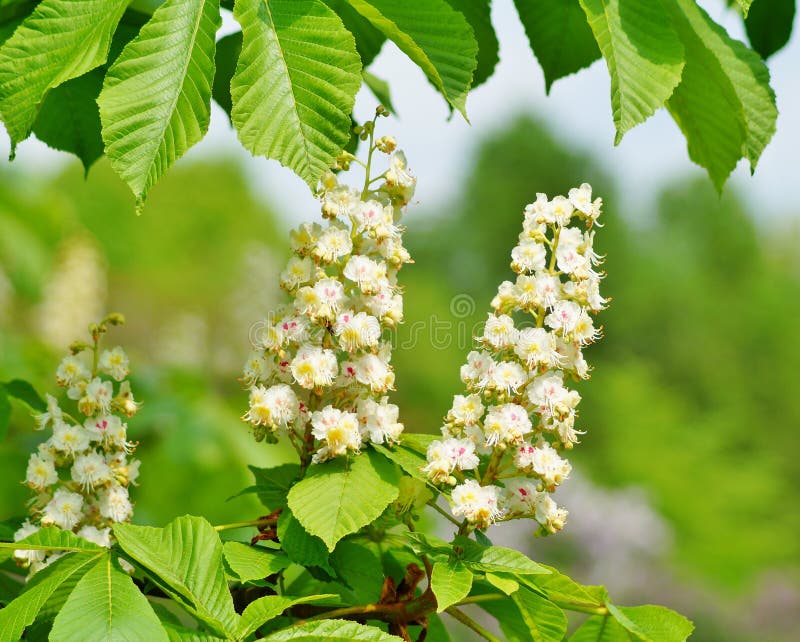 Fresh Spring Background - Background, Texture Stock Photo - Image of ...