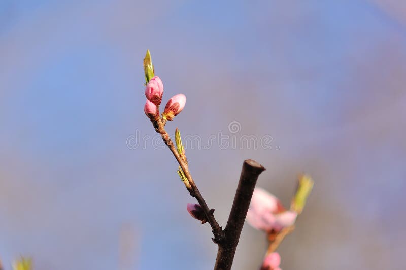 Fresh spring background stock photo. Image of background - 114113728