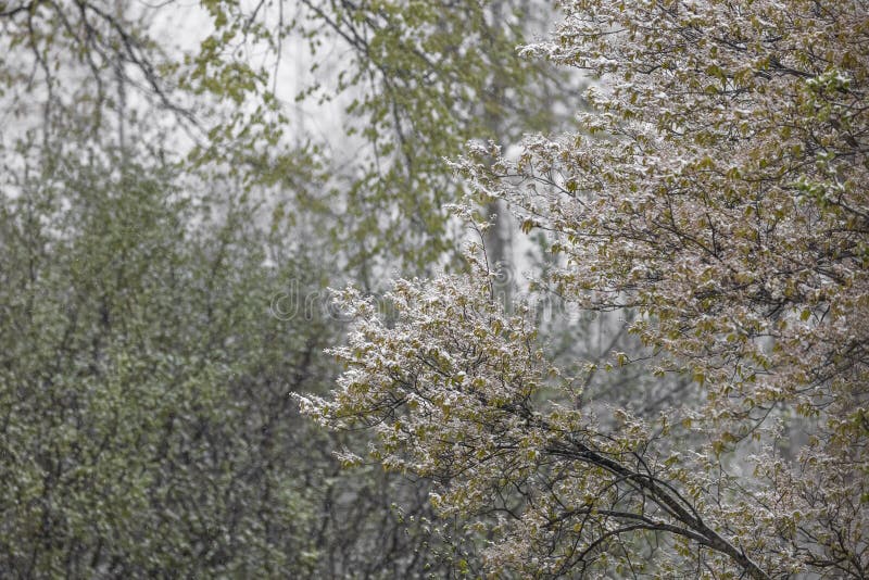 Fresh Spring Bloom Covered Under Snow Fall Stock Photo - Image of ...