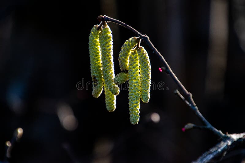 Fresh Spring Blooming Tree Branches in the Cold March Sun Stock Image ...