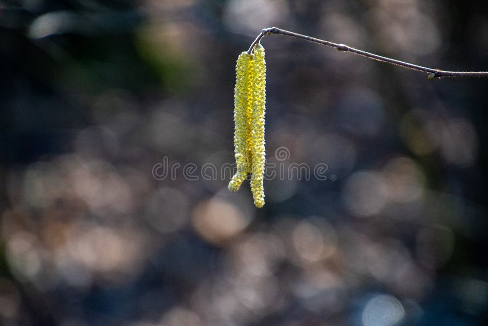 Fresh Spring Blooming Tree Branches in the Cold March Sun Stock Image ...