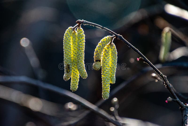 Fresh Spring Blooming Tree Branches in the Cold March Sun Stock Photo ...