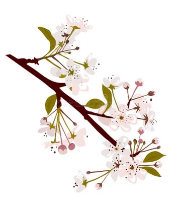 Fresh Spring Blossom stock vector. Illustration of bloom - 4392869