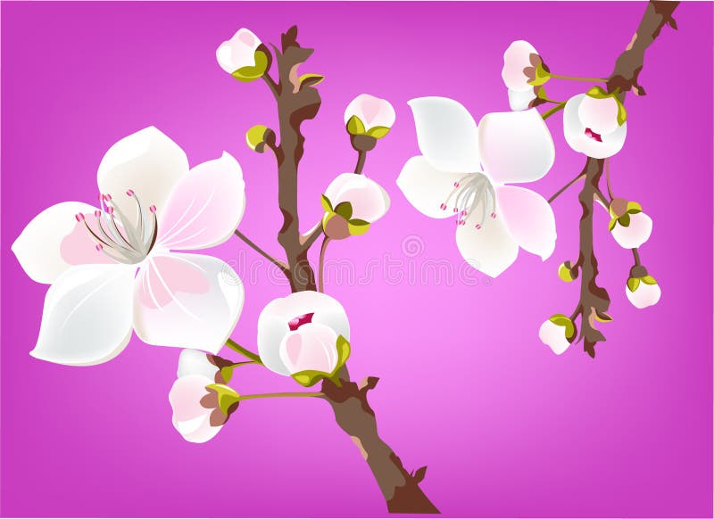 Fresh spring blossom stock illustration. Illustration of garden - 4603136