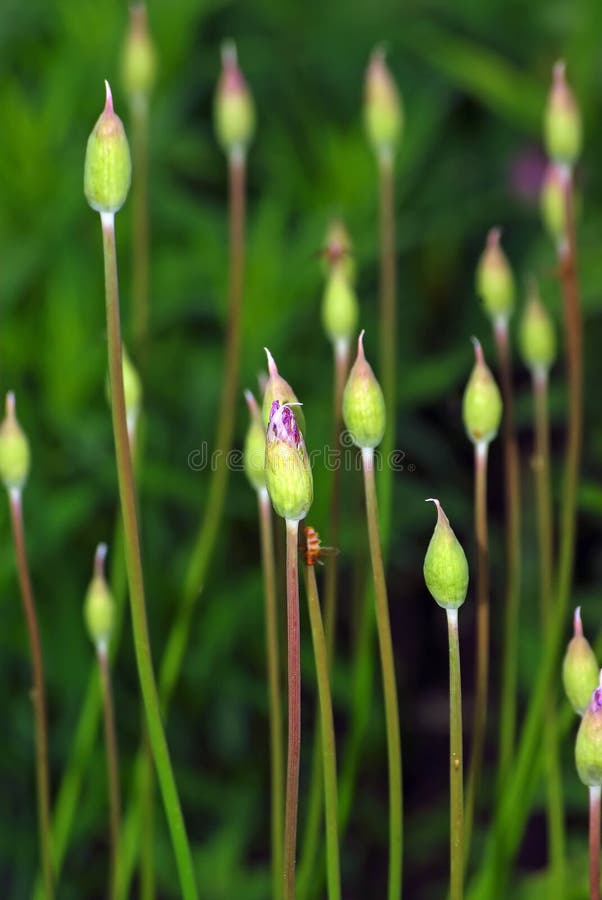 Fresh spring buds stock image. Image of sprout, button - 14581703