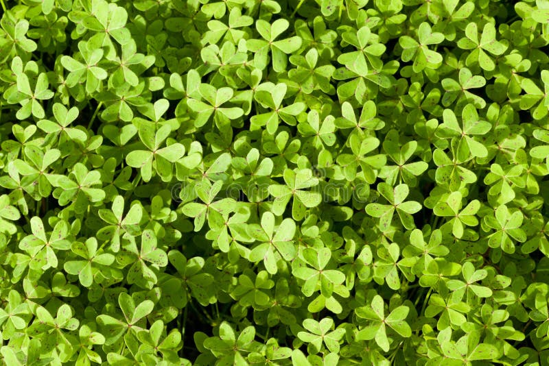Green leaves background stock image. Image of spring, nature - 1623291