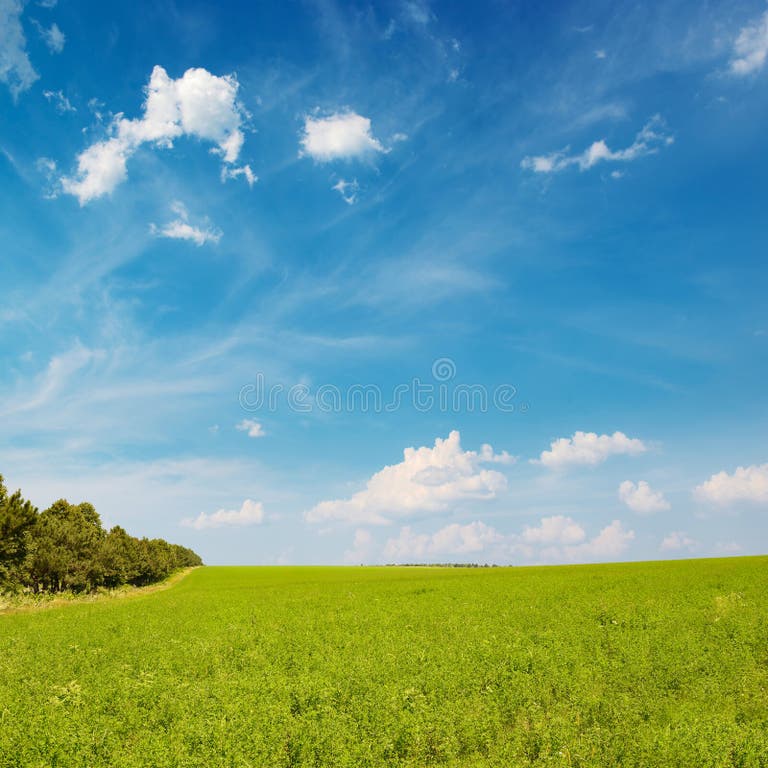 Fresh Spring Clover Field and Blue Sky Stock Photo - Image of crop ...