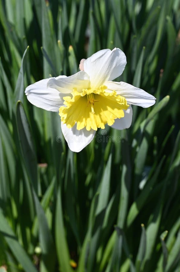 Pale Spring Daffodil stock image. Image of yellow, stem - 176406191