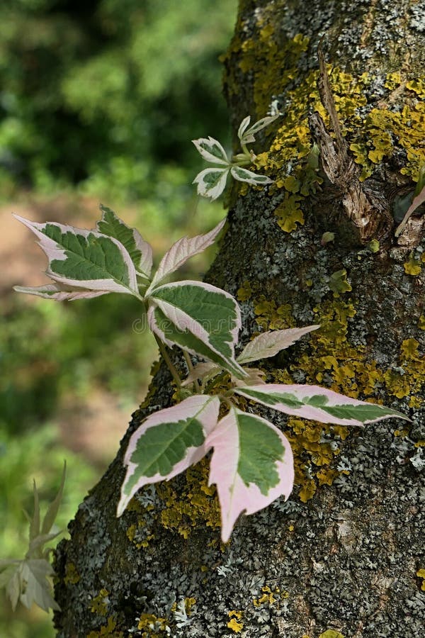 Fresh Spring Decorative Bicolor Green To White Leaves of Box Elder Tree ...