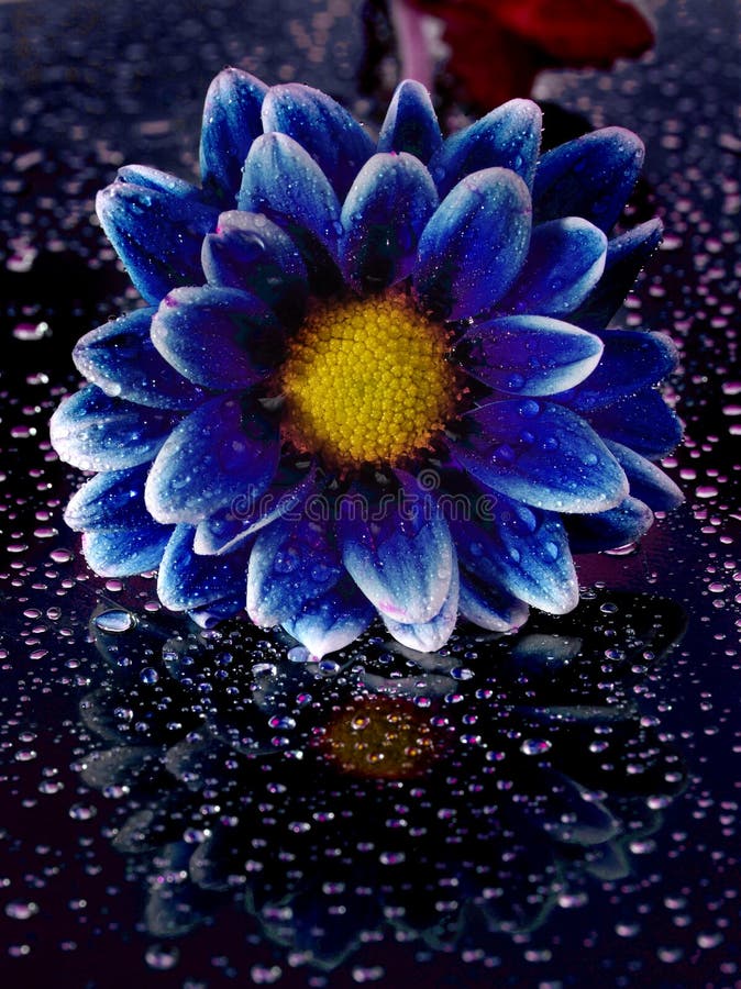 Fresh Spring Flower stock image. Image of bouquet, beauty - 22742103