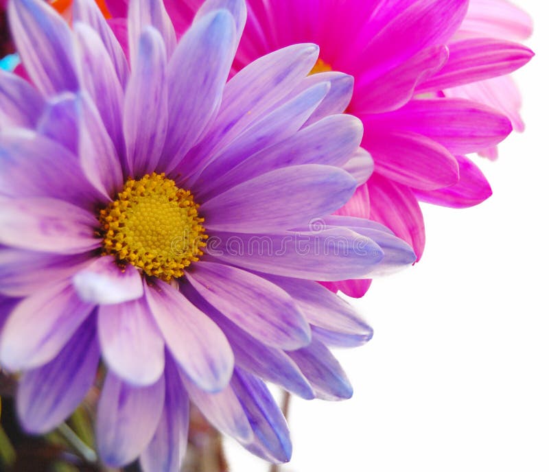 Fresh Spring Flowers stock image. Image of blooms, flowers - 7746575