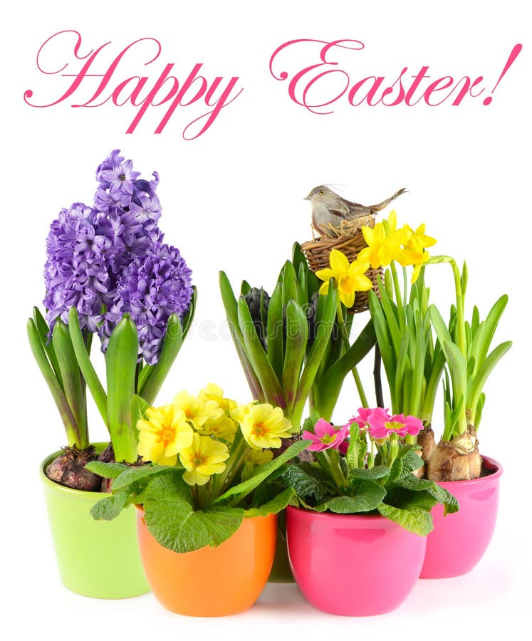 Fresh Spring Flowers with Birds Nest. Easter Stock Image - Image of ...