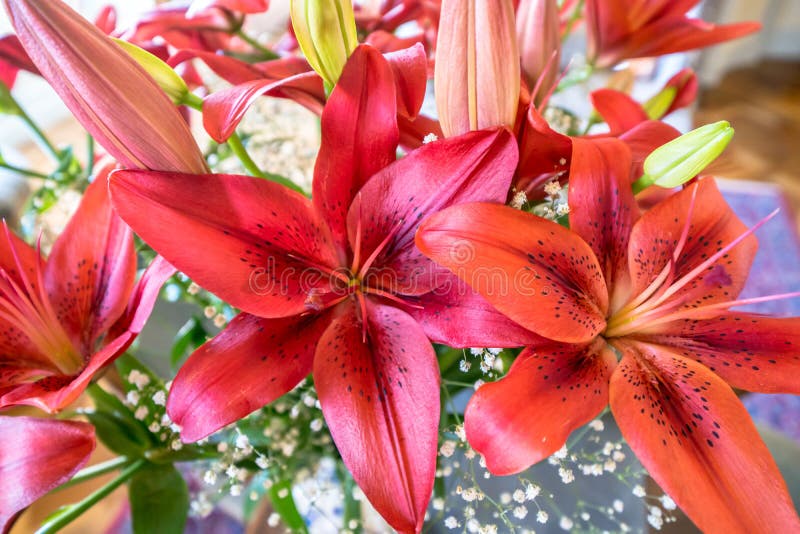 Fresh spring flowers stock image. Image of multicolored - 260260567