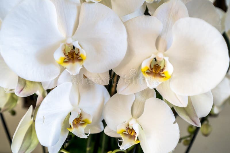 Fresh spring flowers stock photo. Image of beautiful - 261446608