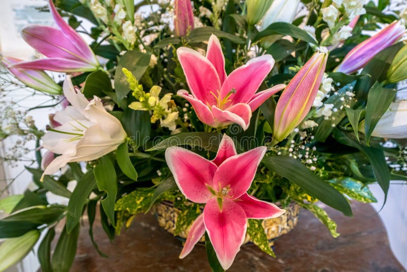 Fresh spring flowers stock image. Image of garden, floral - 266218989