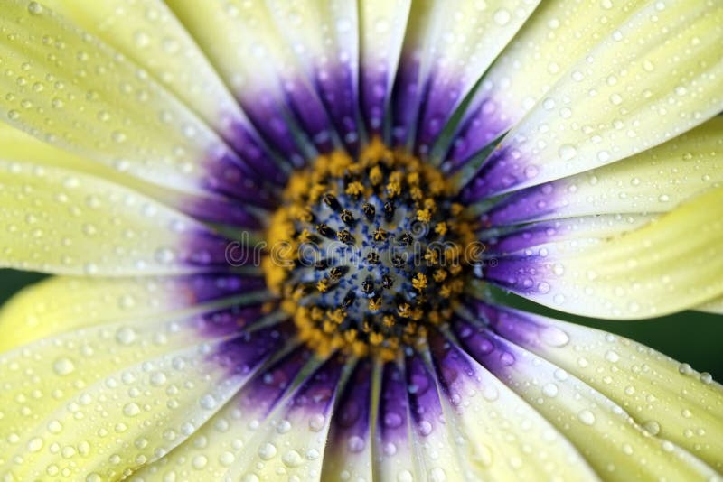 Fresh Spring Flowers Dripping Wet with Freshness Stock Image - Image of ...