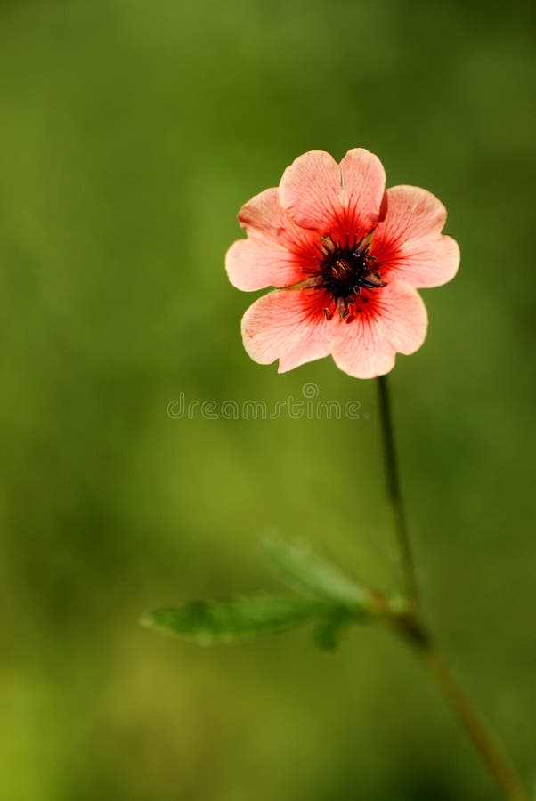 Fresh Spring Flowers Dripping Wet with Freshness Stock Photo - Image of ...