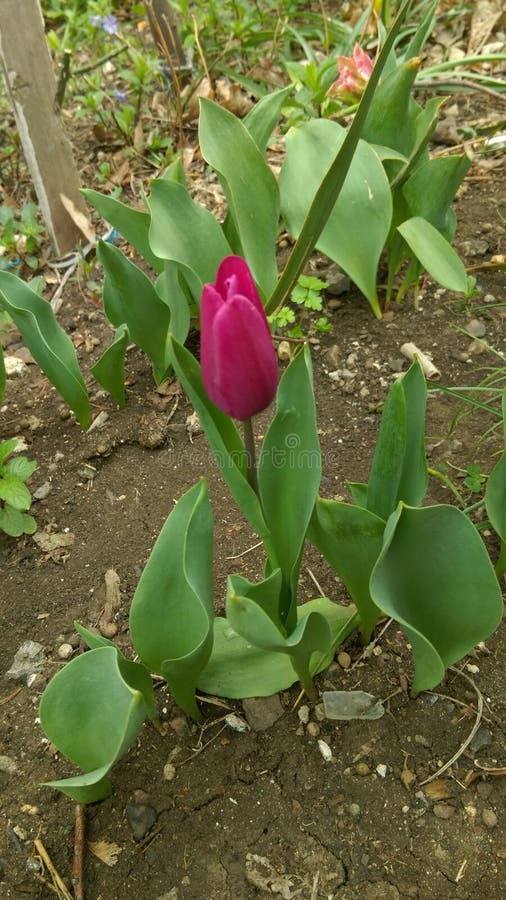Fresh Spring Flowers and Plants in Garden Stock Image - Image of bloom ...